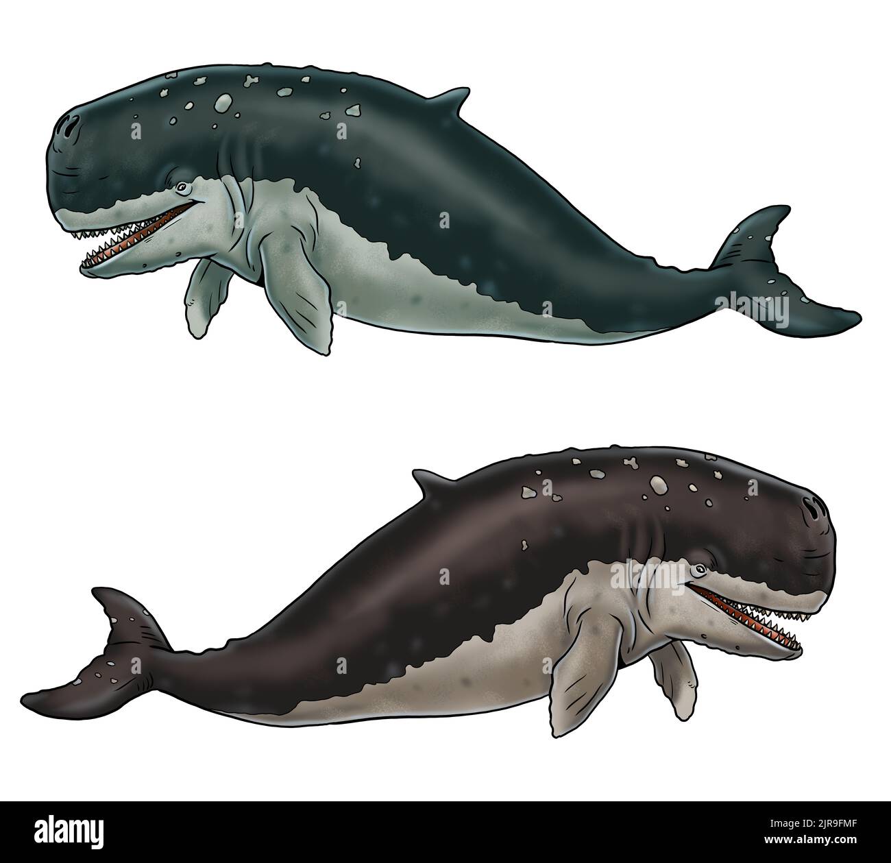 Biggest Prehistoric Whale Ever