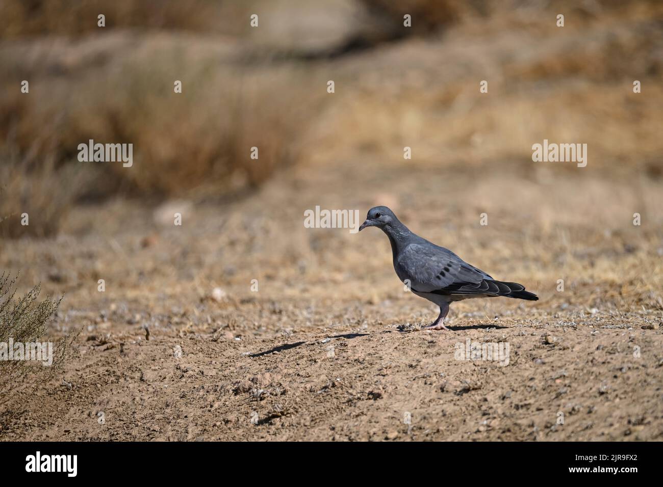 Columba oenas or zurita pigeon, is a species of bird in the Columbidae ...