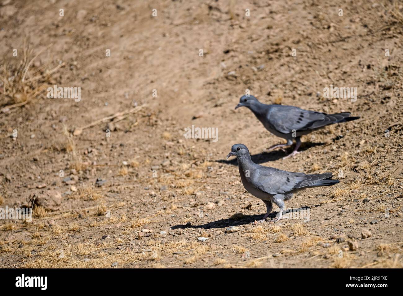Columba oenas or zurita pigeon, is a species of bird in the Columbidae ...
