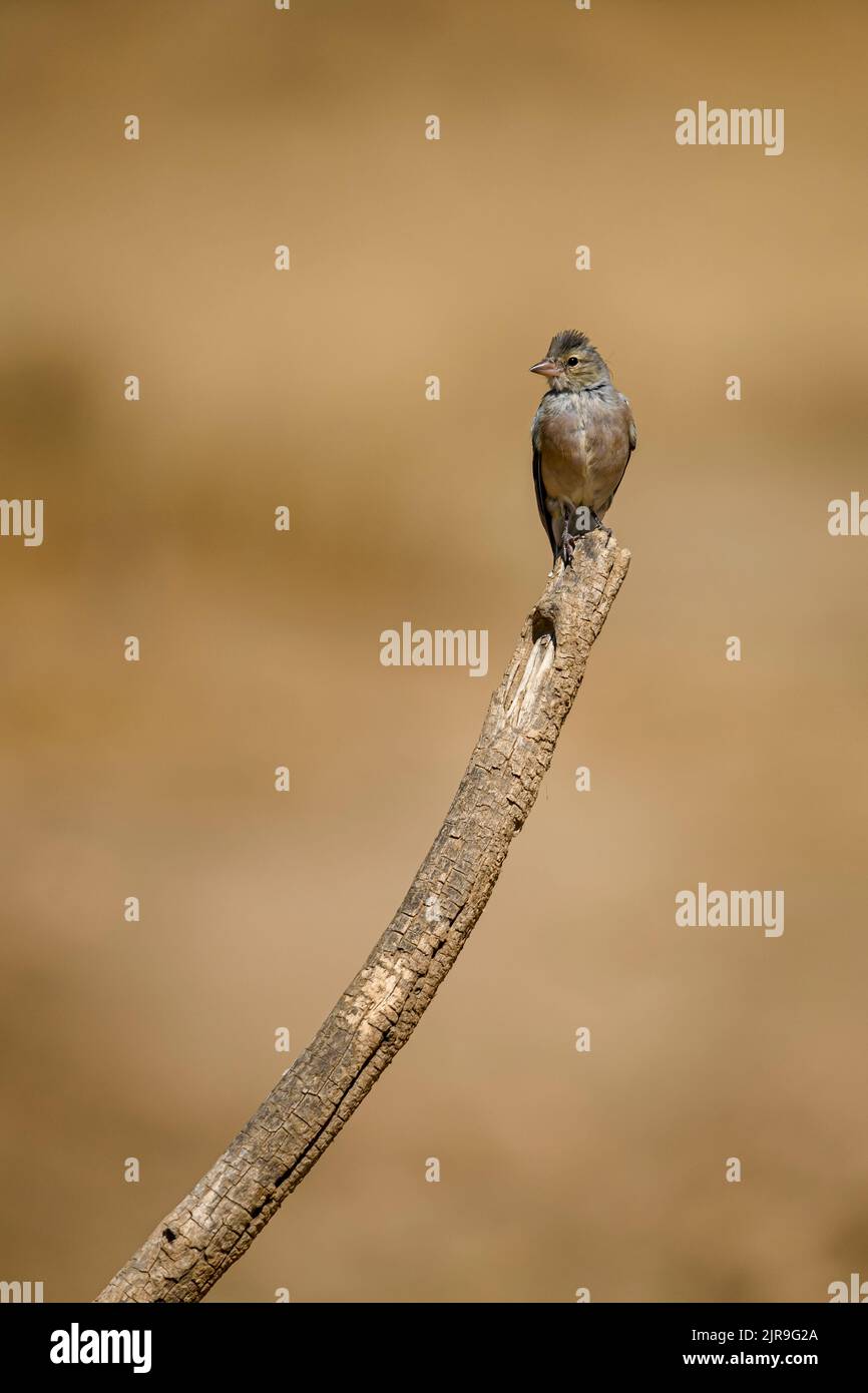 Common garnet or Linaria cannabina, passerine bird of the Fringillidae ...