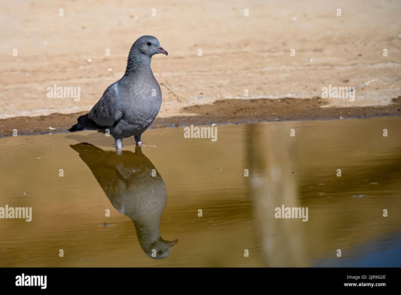 Columba oenas or zurita pigeon, is a species of bird in the Columbidae ...