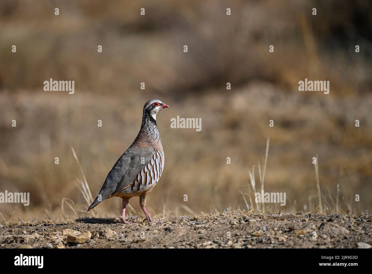 Red partridge or Alectoris rufa, galliform bird of the Phasianidae ...
