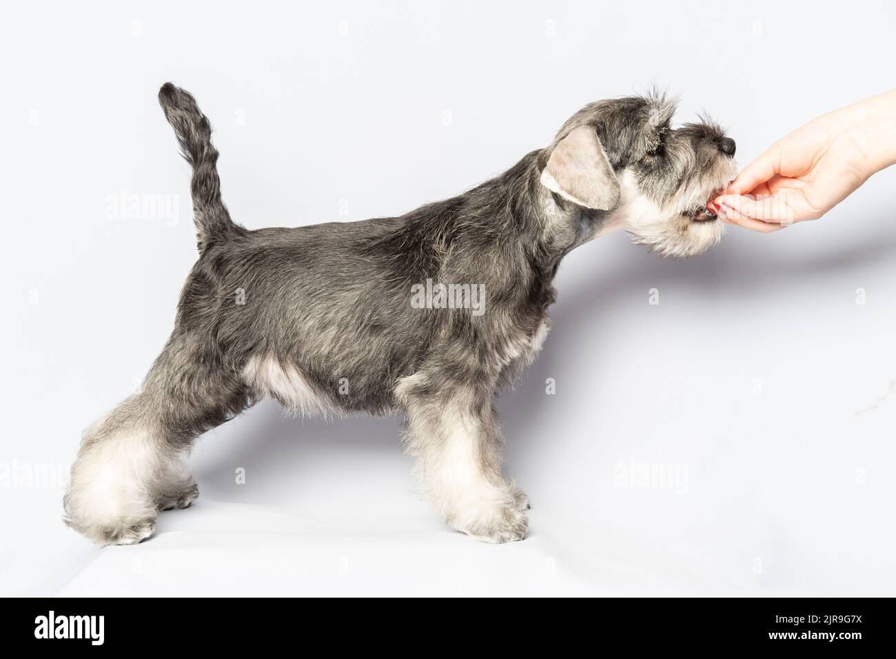 A schnauzer puppy standing up eats a treat from the hands of a handler ...