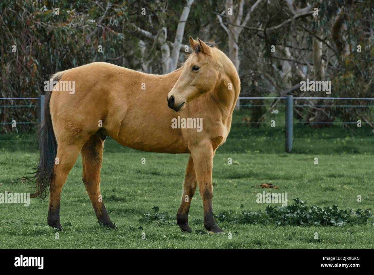 A closeup of a brown horse grazing on green grass on a farm Stock Photo ...