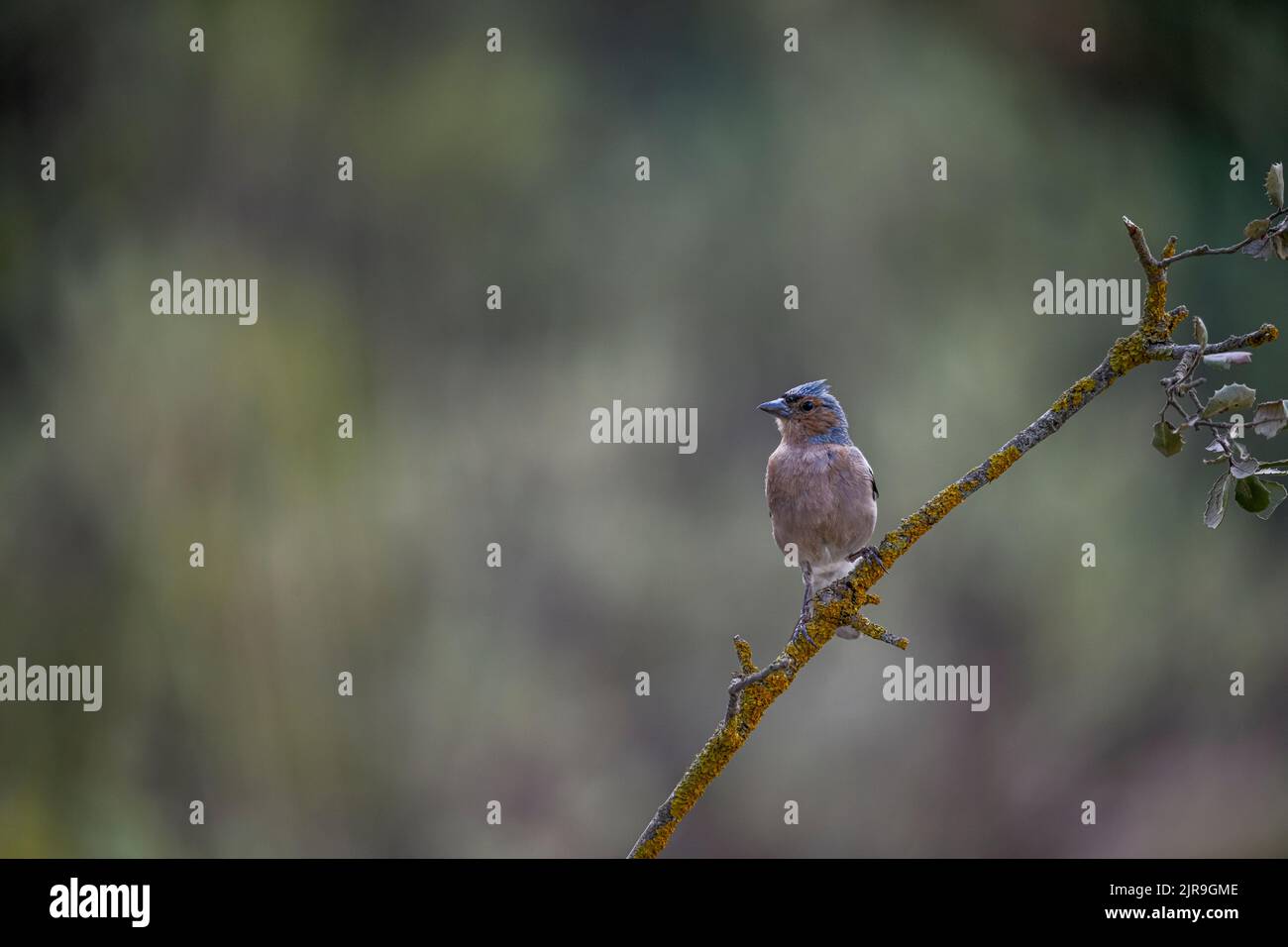 Female Common Chaffinch, perched on some twigs watching out for birds ...