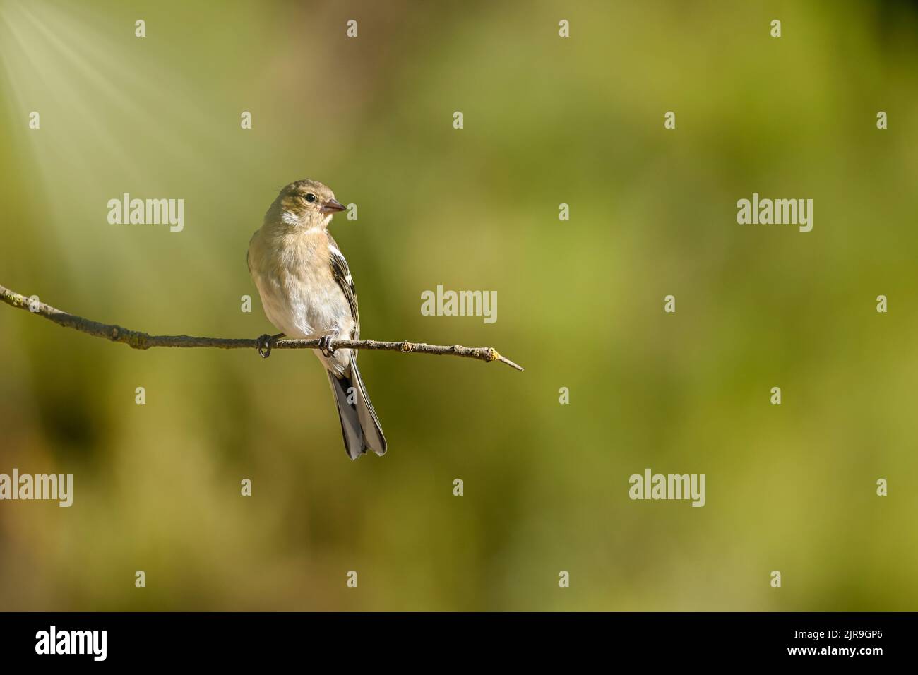 Female Common Chaffinch, perched on some twigs watching out for birds ...