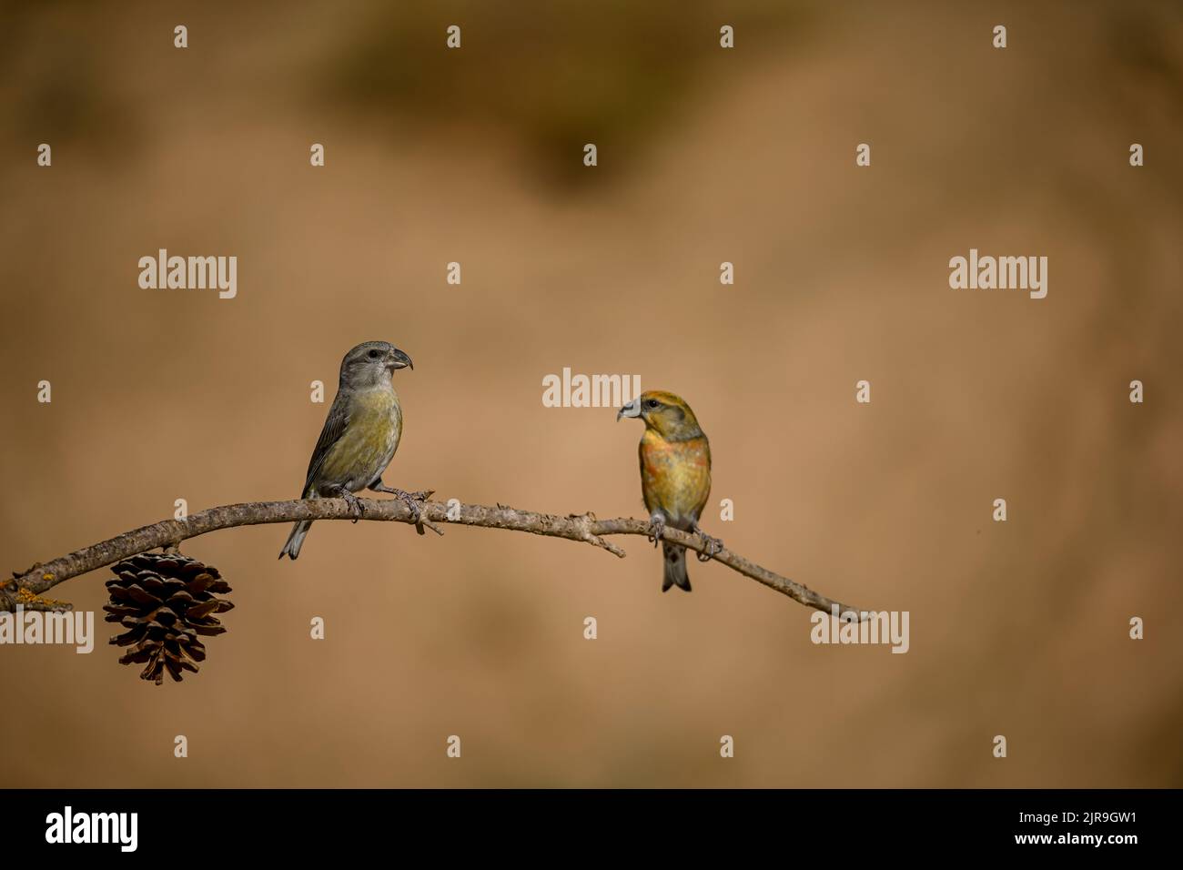 Male and female crossbills hi-res stock photography and images - Alamy