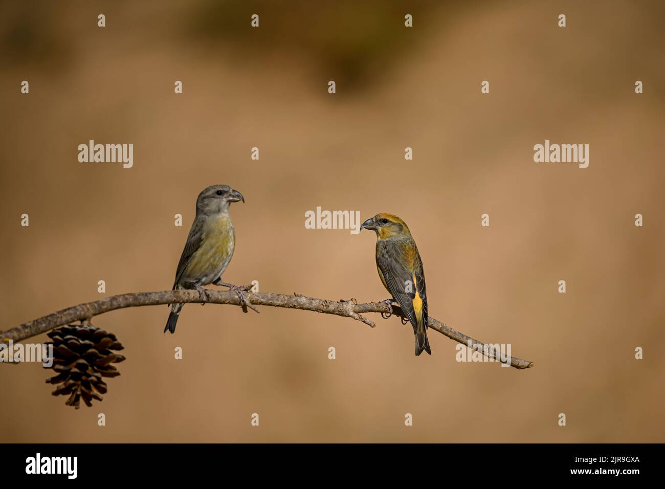Crossbills pine hi-res stock photography and images - Alamy