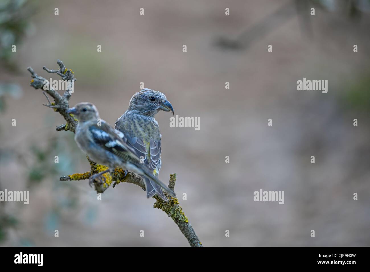 Female Common Chaffinch, perched on some twigs watching out for birds ...