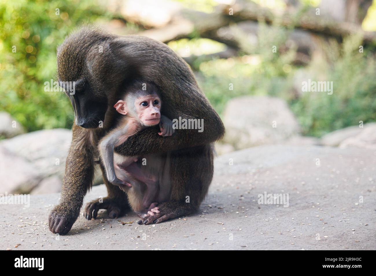 Hanover, Germany. 23rd Aug, 2022. The newborn clings to the drill ...