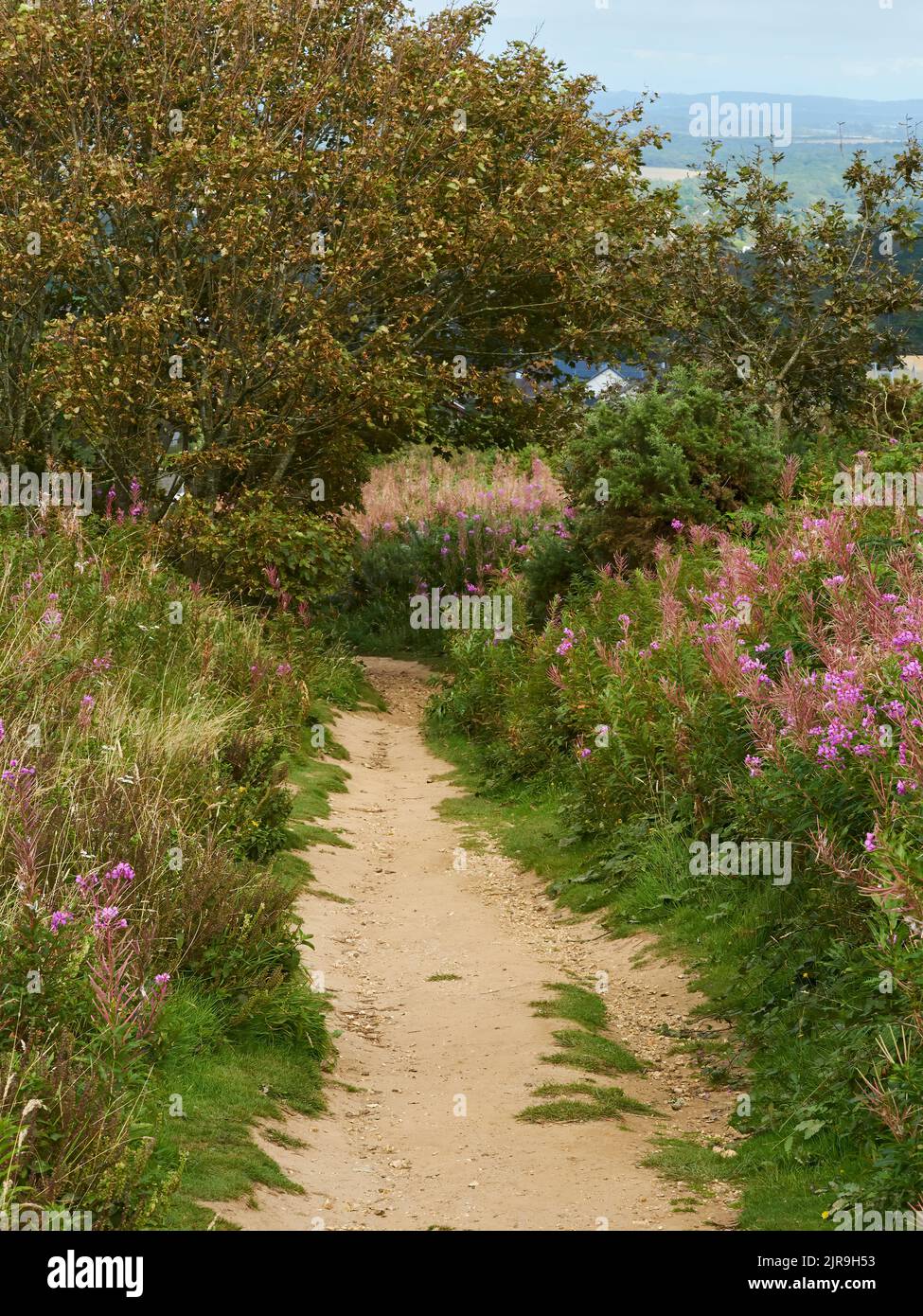 A winding dirt path leads through hedgerows, wildflowers and purple ...