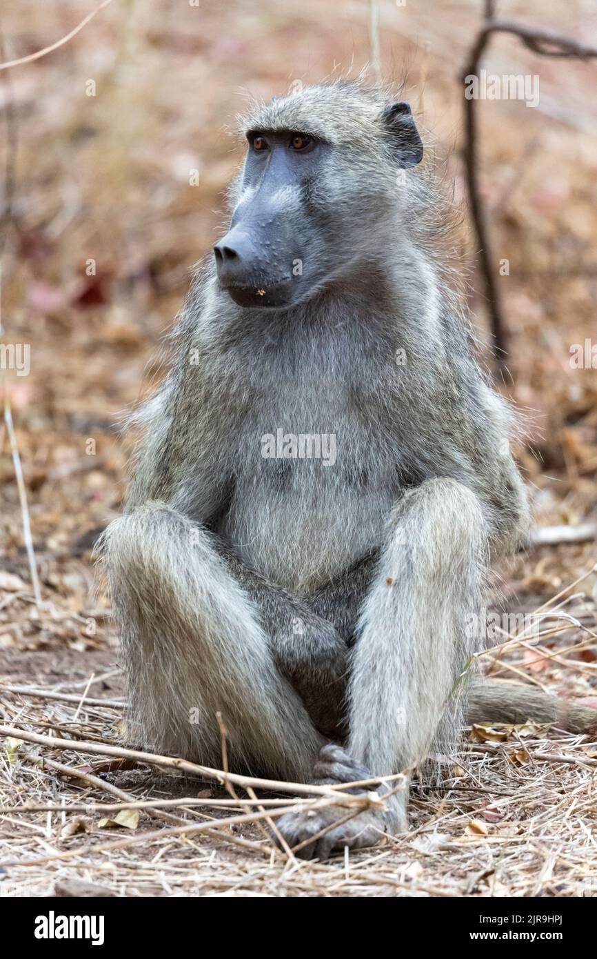 Large male baboon sitting and staring Kruger NP South Africa Stock ...