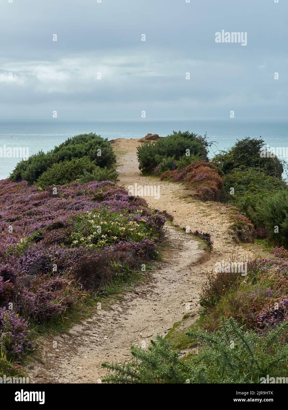 A winding dirt path leads through purple heather to the end of a ...