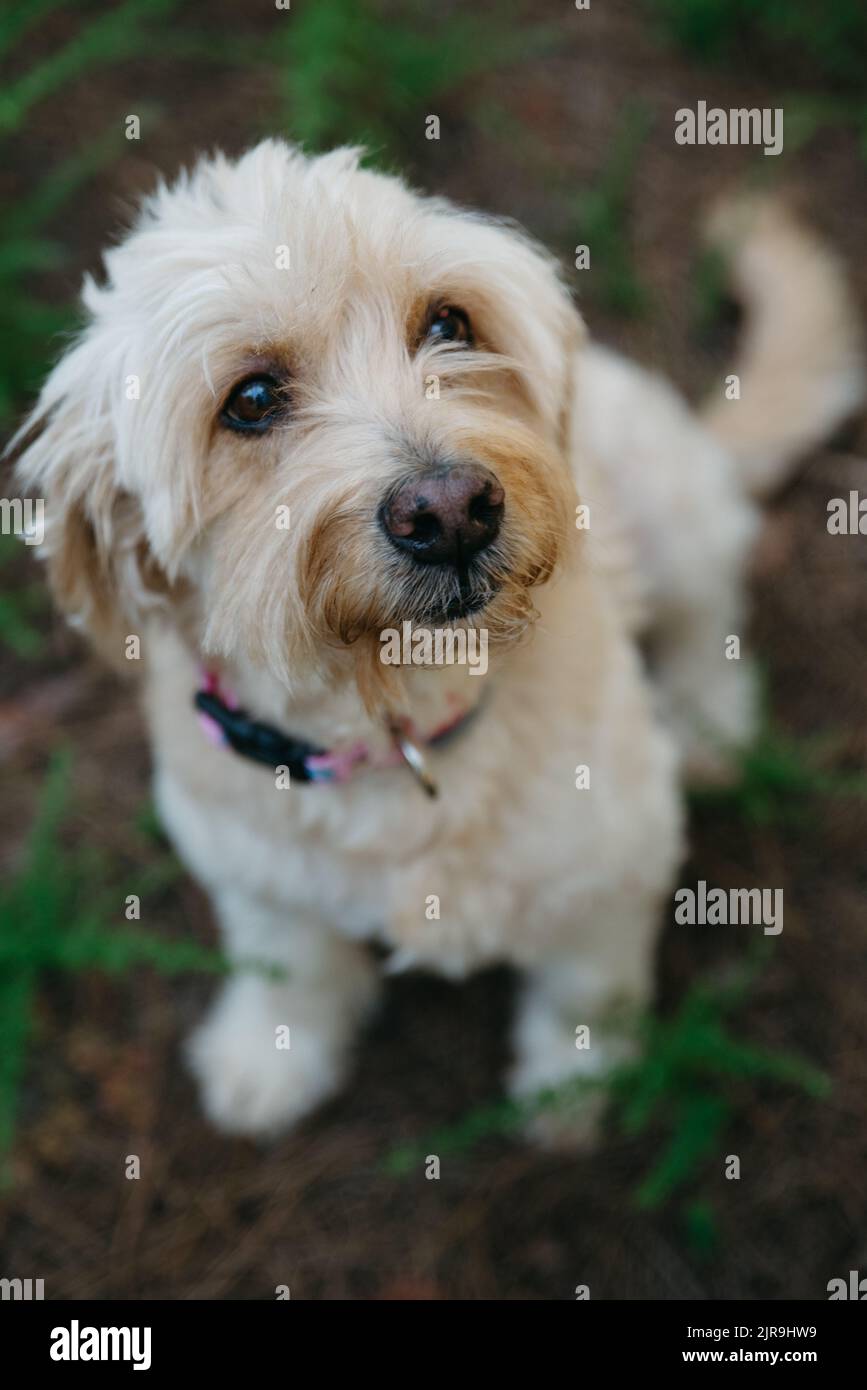 A vertical view of a lovely beige dog looking upwards while standing on ...