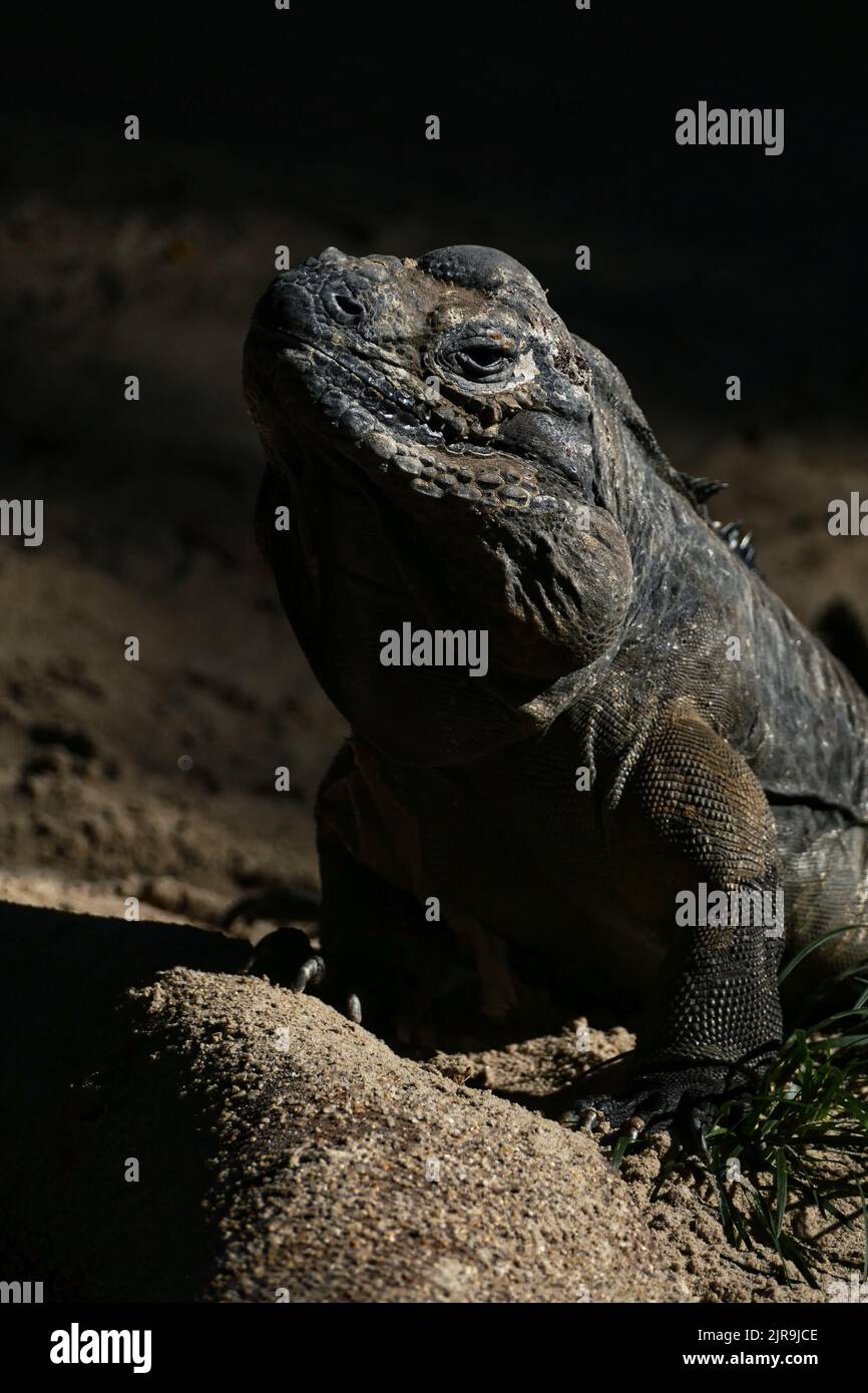 A vertical closeup of an Iguana on a sandy ground at night Stock Photo ...