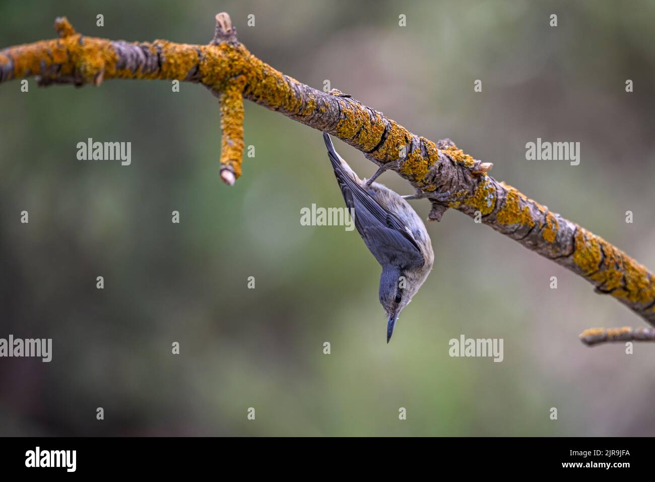 Sitta europaea - The nuthatch is a species of passerine bird in the ...
