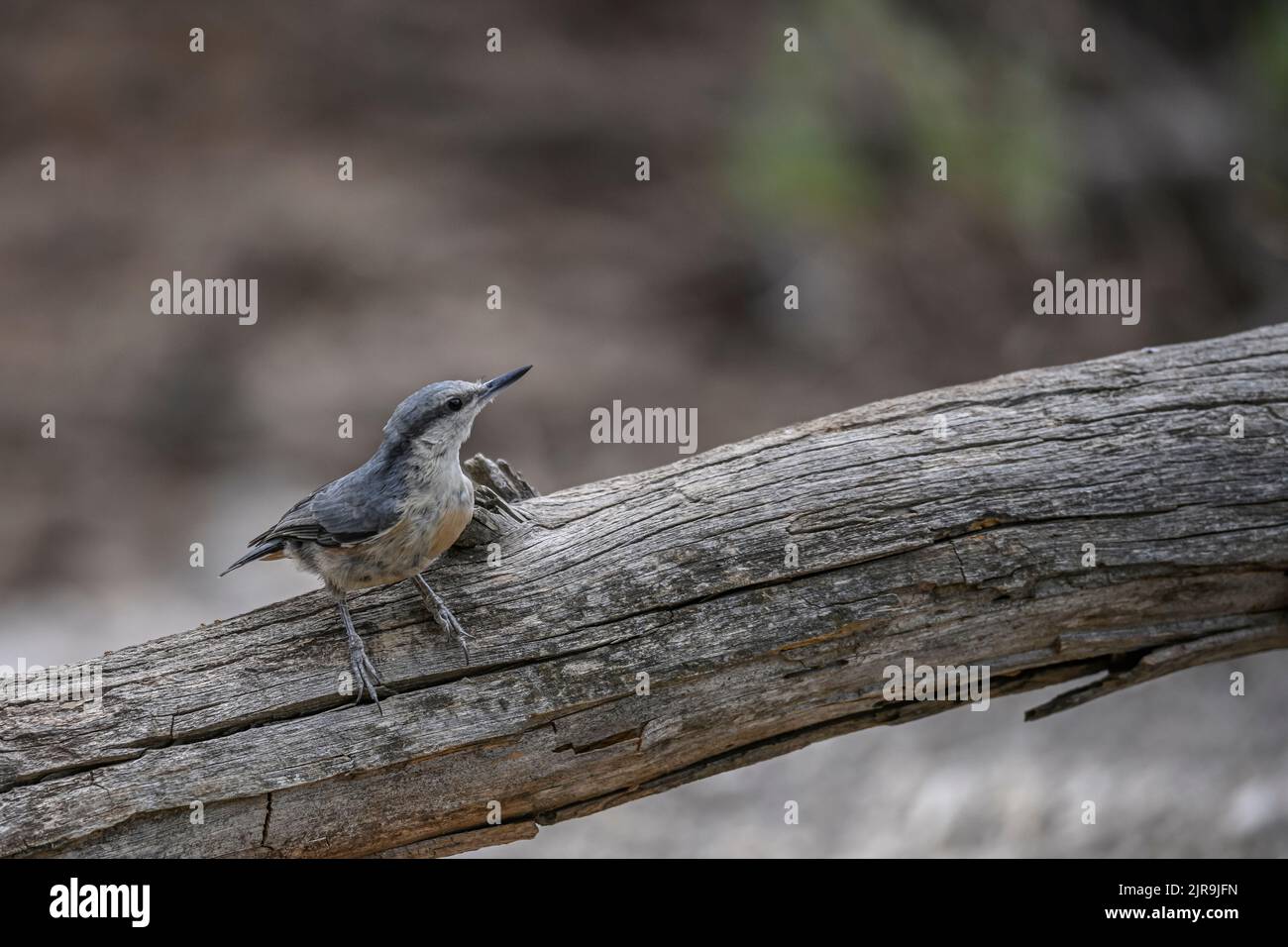 Sitta europaea - The nuthatch is a species of passerine bird in the ...