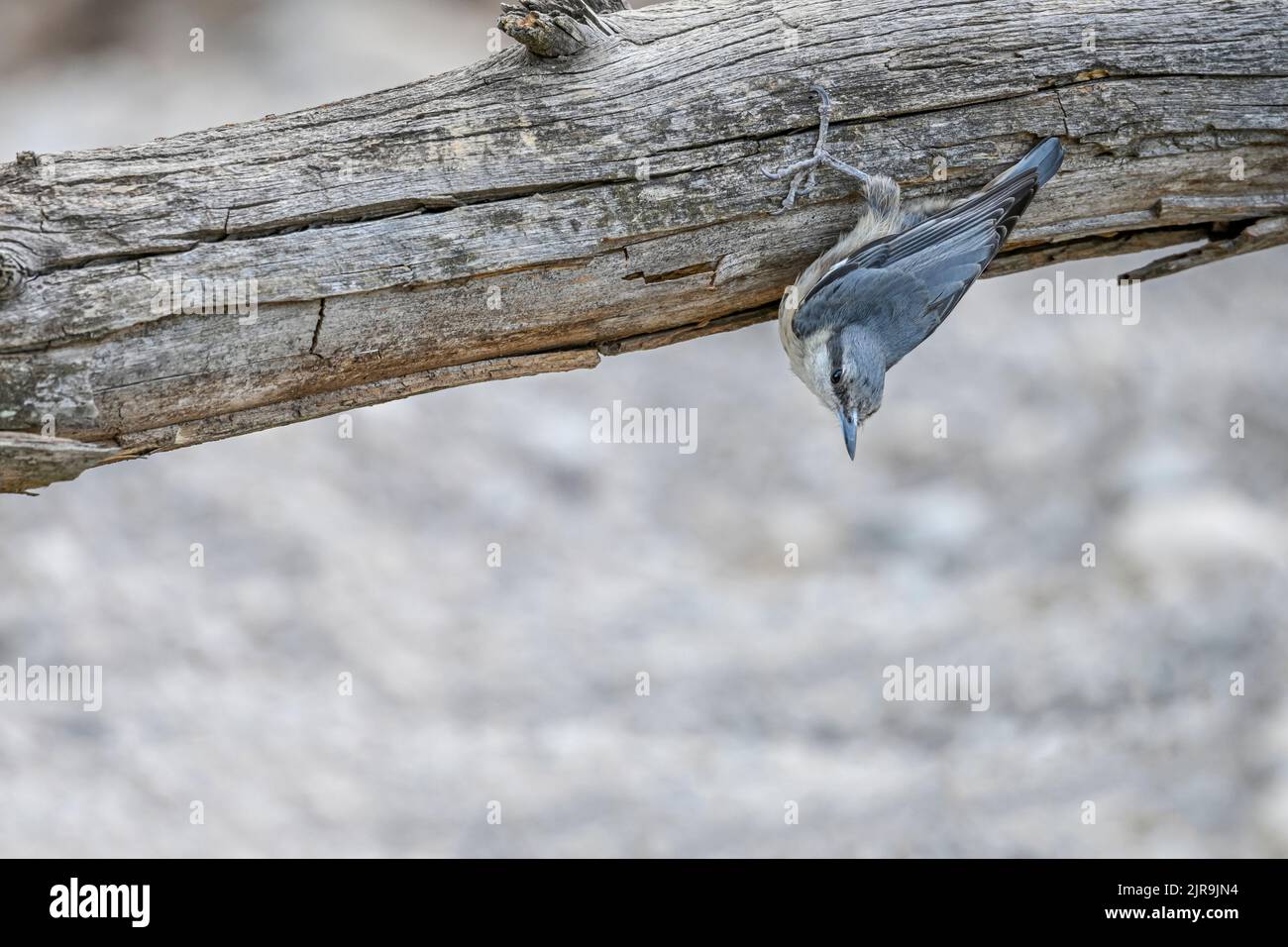 Sitta europaea - The nuthatch is a species of passerine bird in the ...