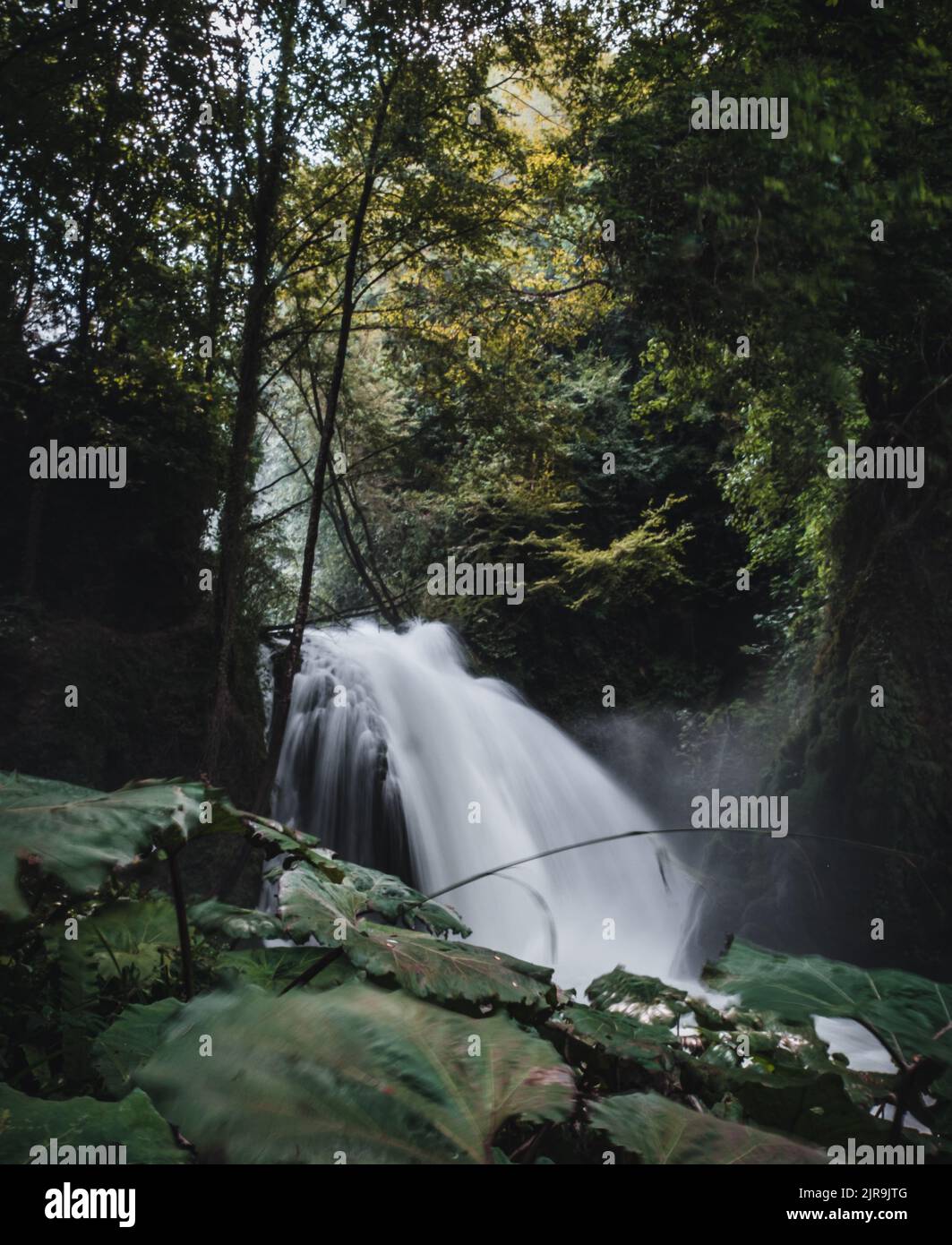 A waterfall in the woods with trees, sticks and plants Stock Photo - Alamy