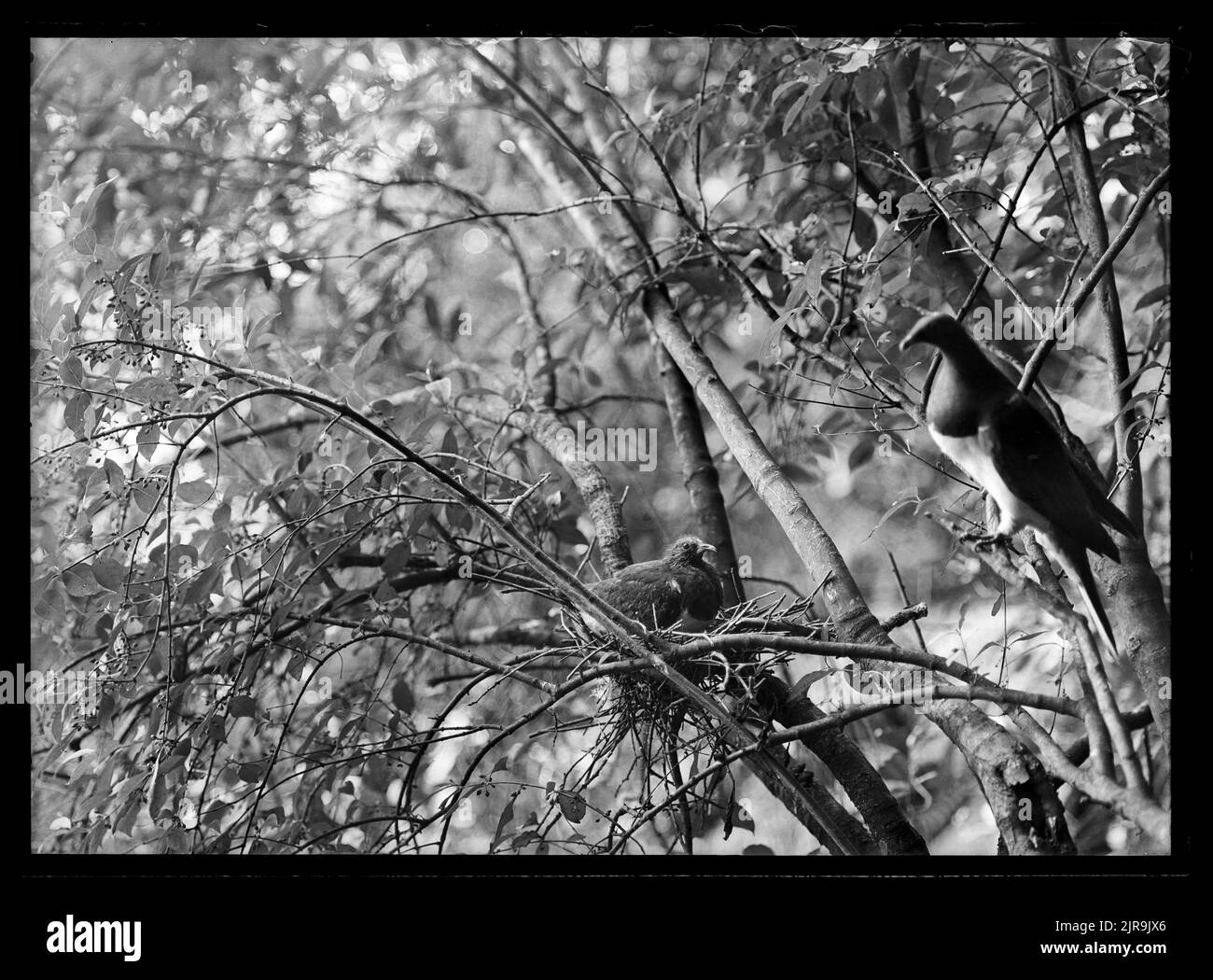 Hemiphaga novaeseelandiae (Columbidae), circa 1910, Hawke's Bay, by ...