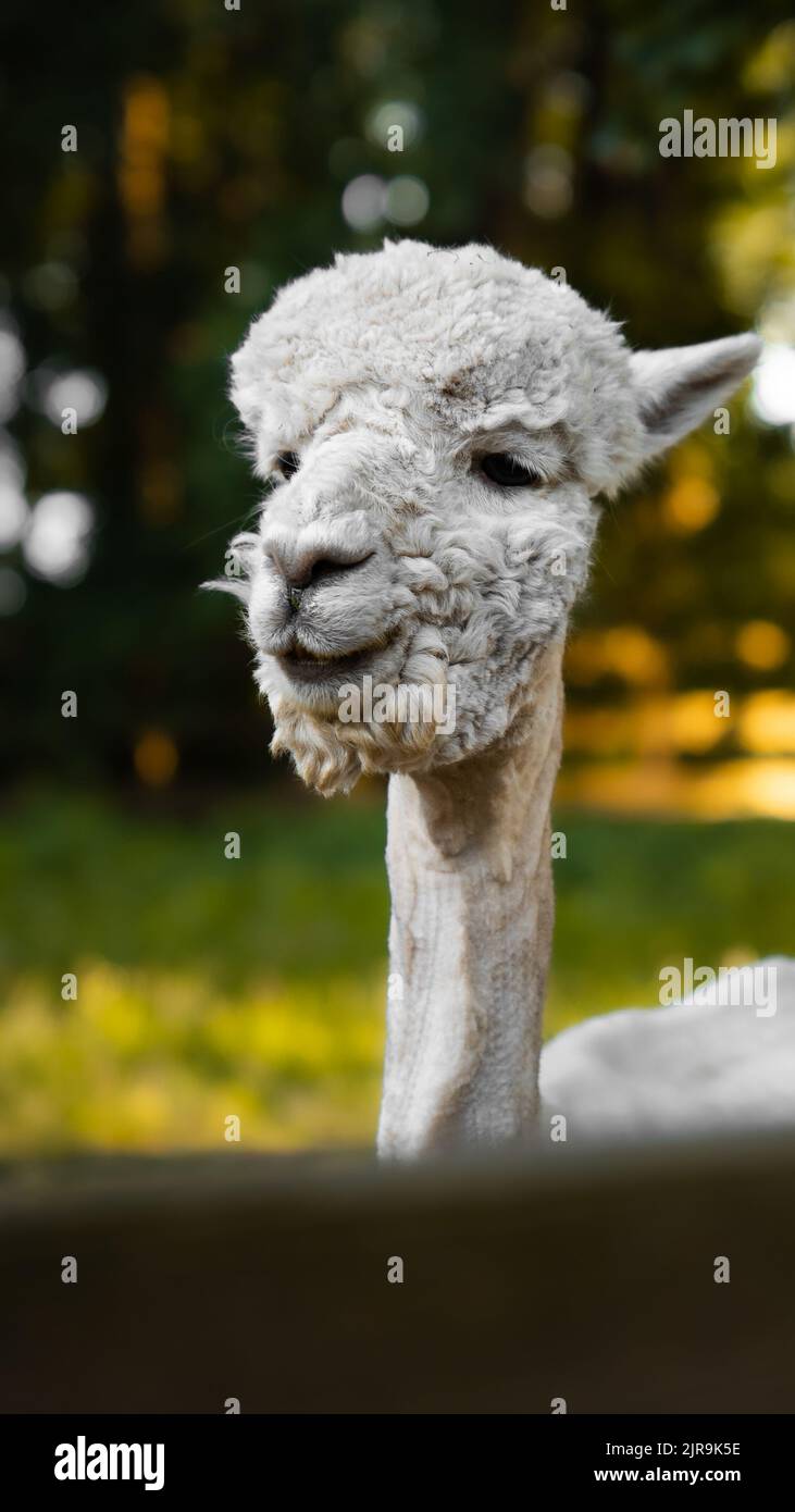 A vertical shot of a cute llama with its wool shaved off Stock Photo ...