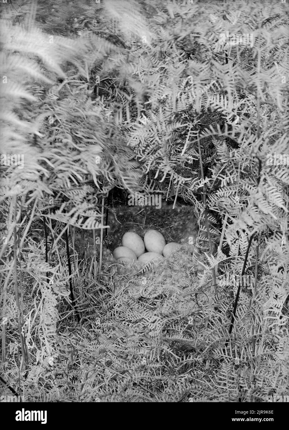 Anas superciliosa or Grey Duck (Anatiformes), circa 1910, Hawke's Bay ...