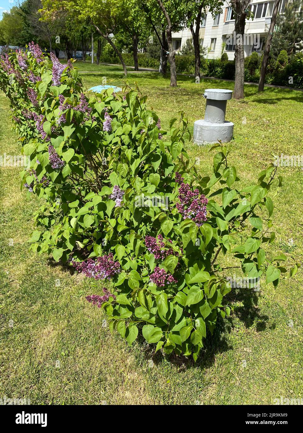 lilac at spring on leaf background Stock Photo - Alamy