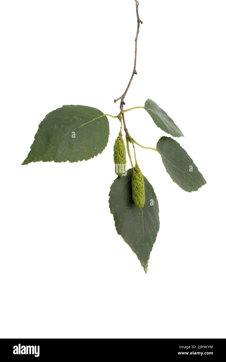 one birch branch and fruit close up isolated on white background ...