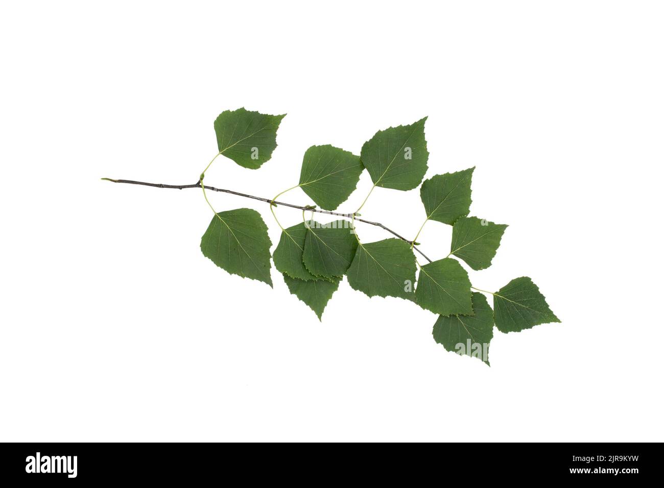 Small birch leaf on Cut Out Stock Images & Pictures - Alamy