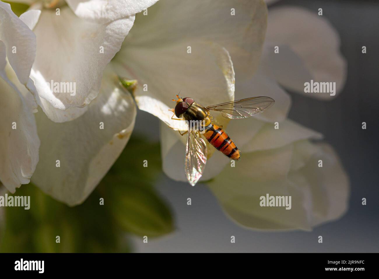 A hover fly at a flower Stock Photo - Alamy