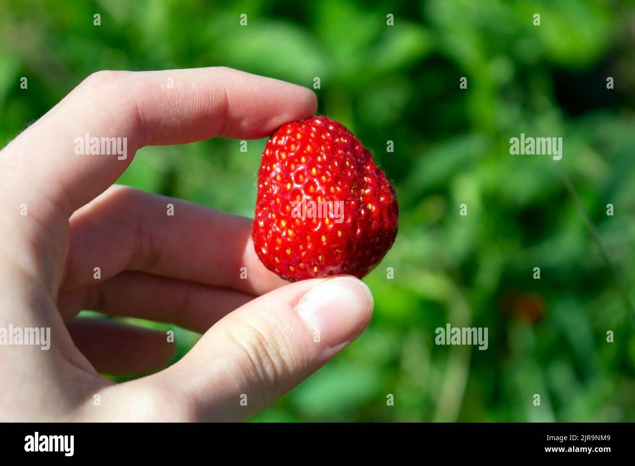 Hand picking strawberry hi-res stock photography and images - Alamy