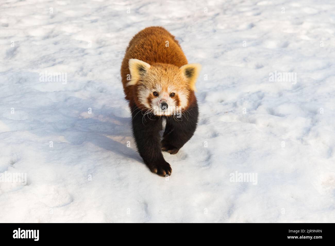 A red panda walking on the snow Stock Photo - Alamy