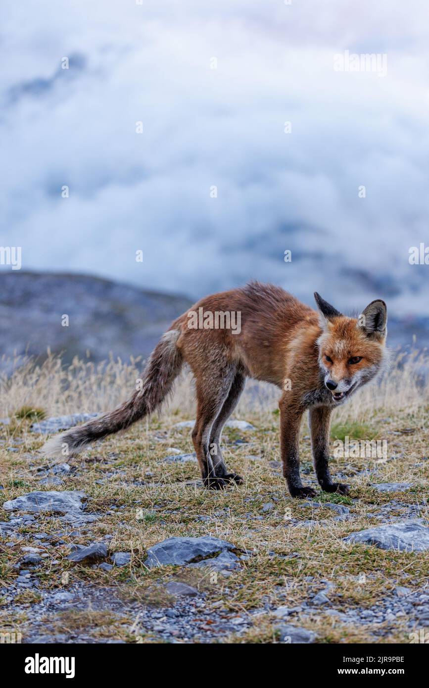 red fox in an alpine meadow on Gemmi Pass Stock Photo - Alamy