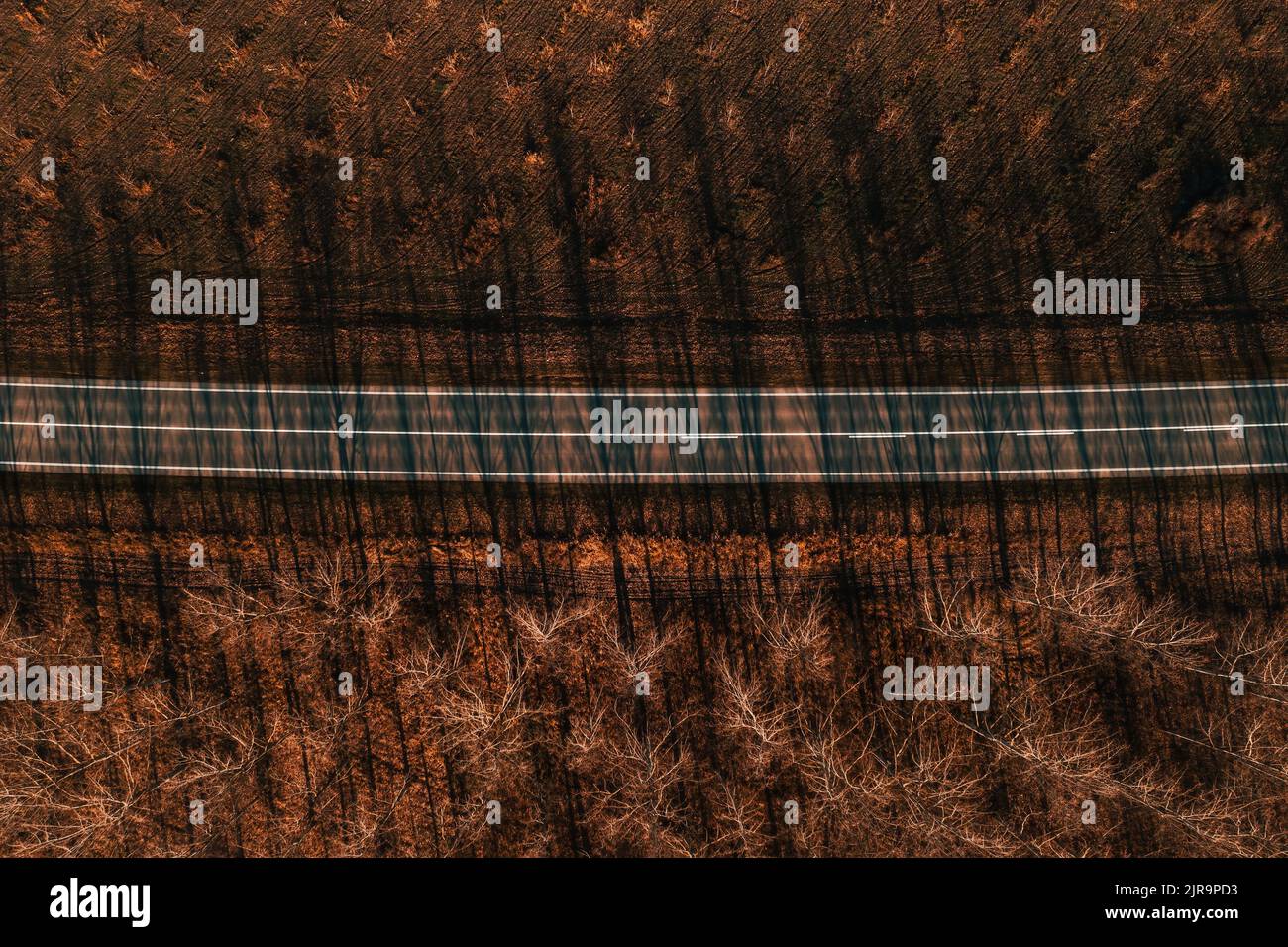 Aerial view of empty road and wooded landscape in autumn afternoon, top ...