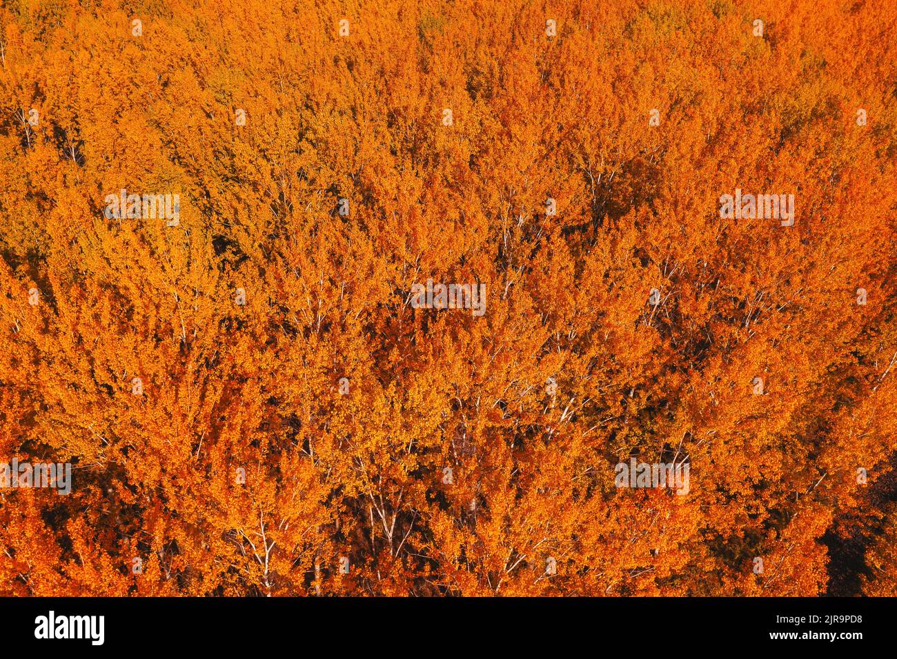 Fall season in deciduous forest. Aerial shot of orange treetops in ...