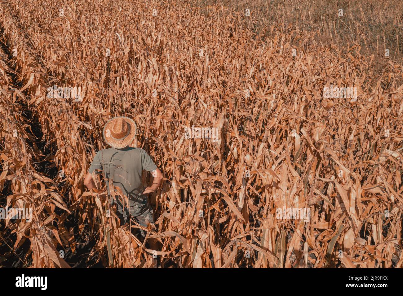Aerial shot of male agronomist and farmer standing in ripe harvest ...