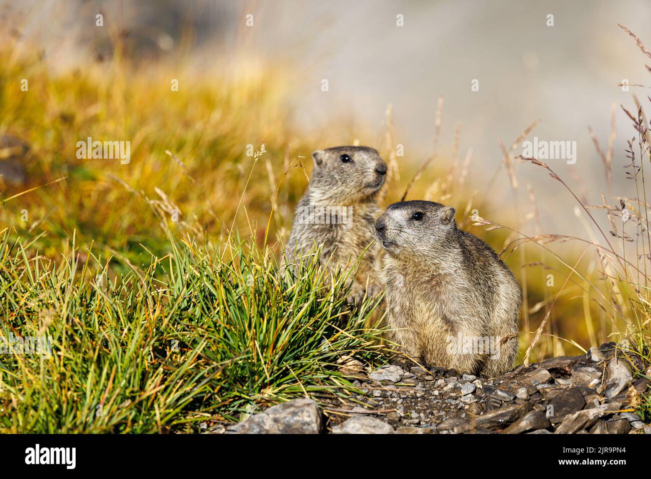 two young marmots in morning light at Gemmi Pass in Valais Stock Photo ...
