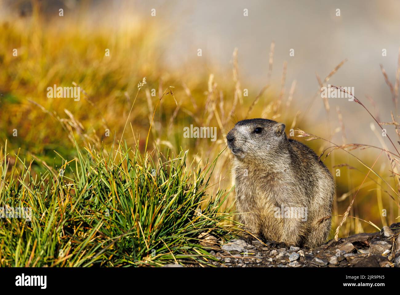 La marmota hi-res stock photography and images - Alamy