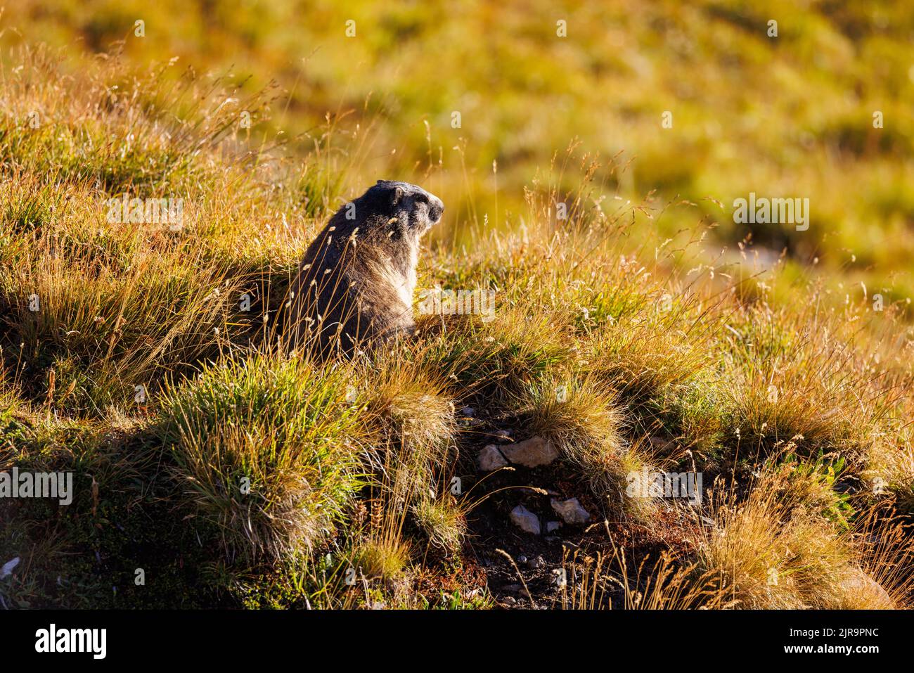 a marmot in morning light at Gemmi Pass in Valais Stock Photo - Alamy