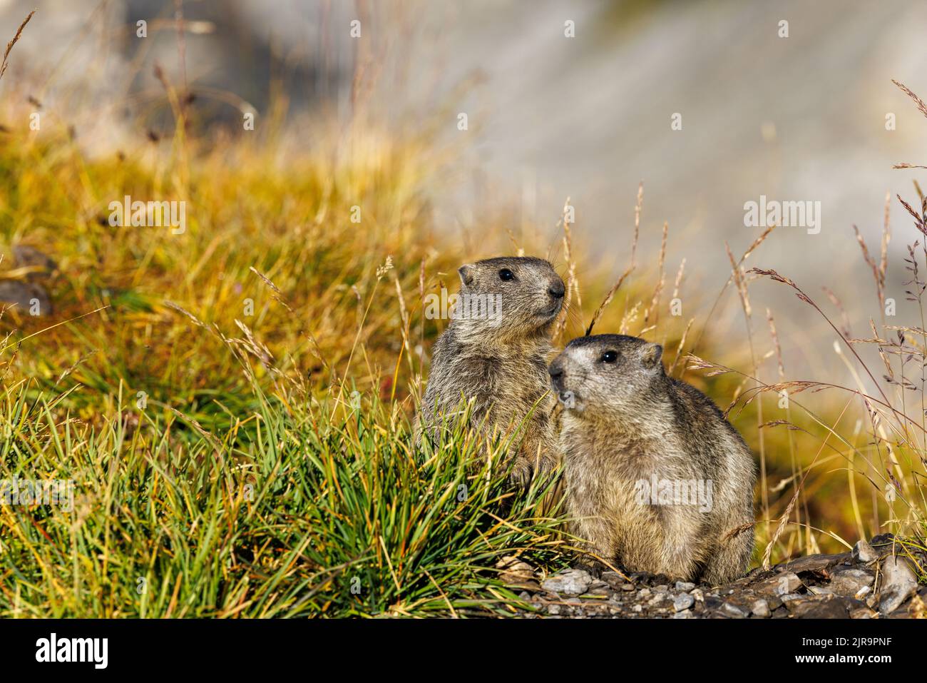 two young marmots in morning light at Gemmi Pass in Valais Stock Photo ...