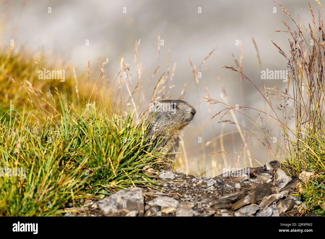 La gemmi hi-res stock photography and images - Alamy