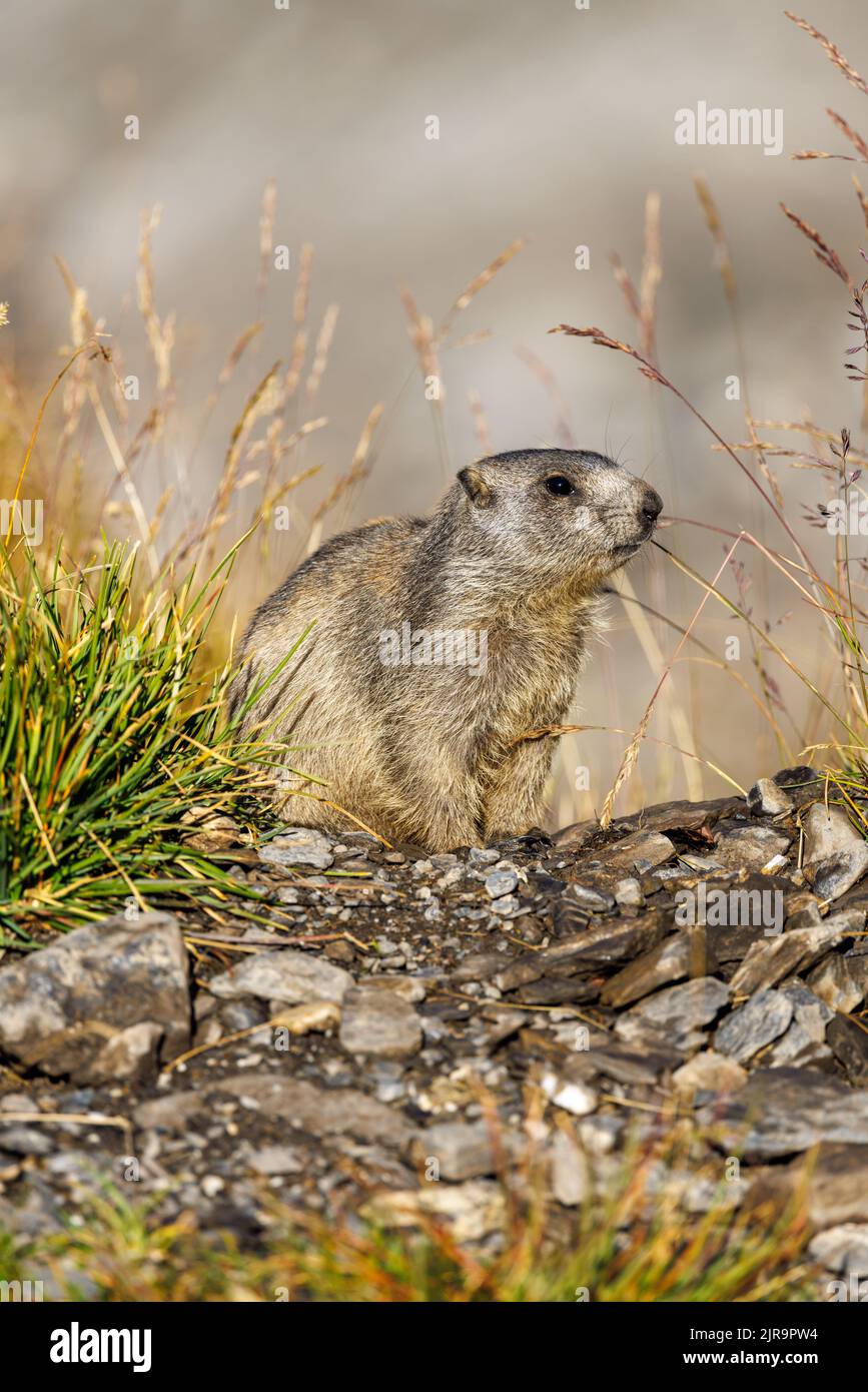 La gemmi hi-res stock photography and images - Alamy