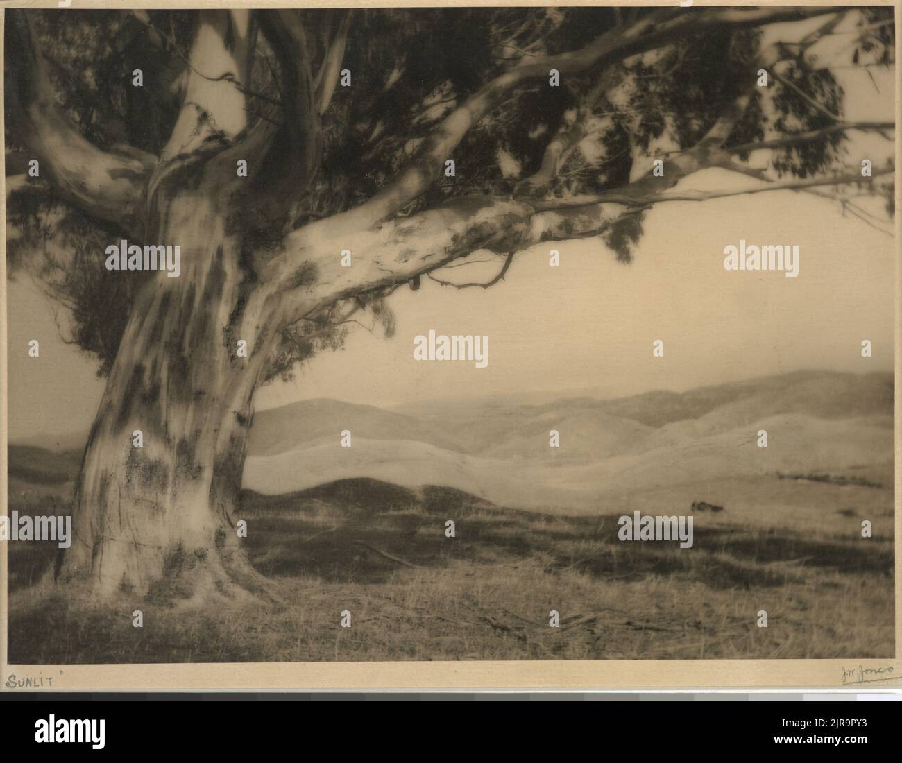 Sunlit, Pahiatua, by John Jones Stock Photo - Alamy