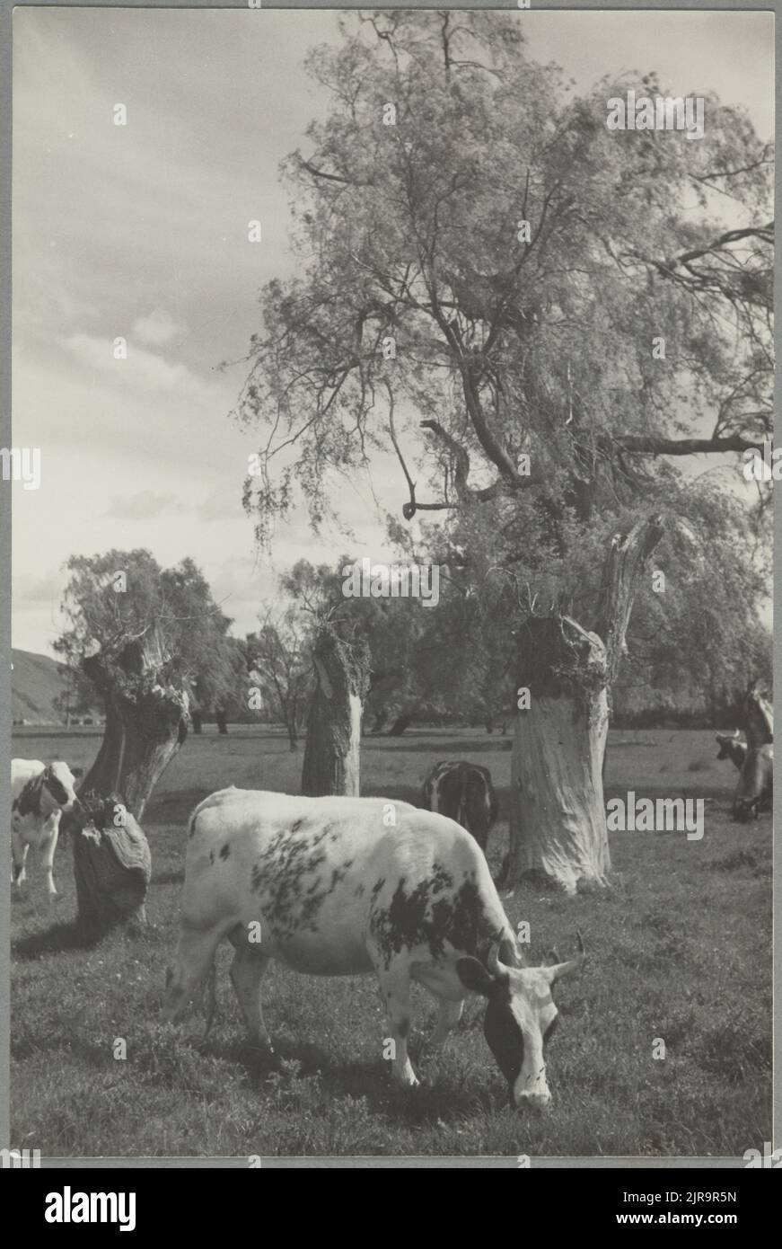 Cattle grazing in field, Waipukurau, October 1940, Hawke's Bay, by Eric ...