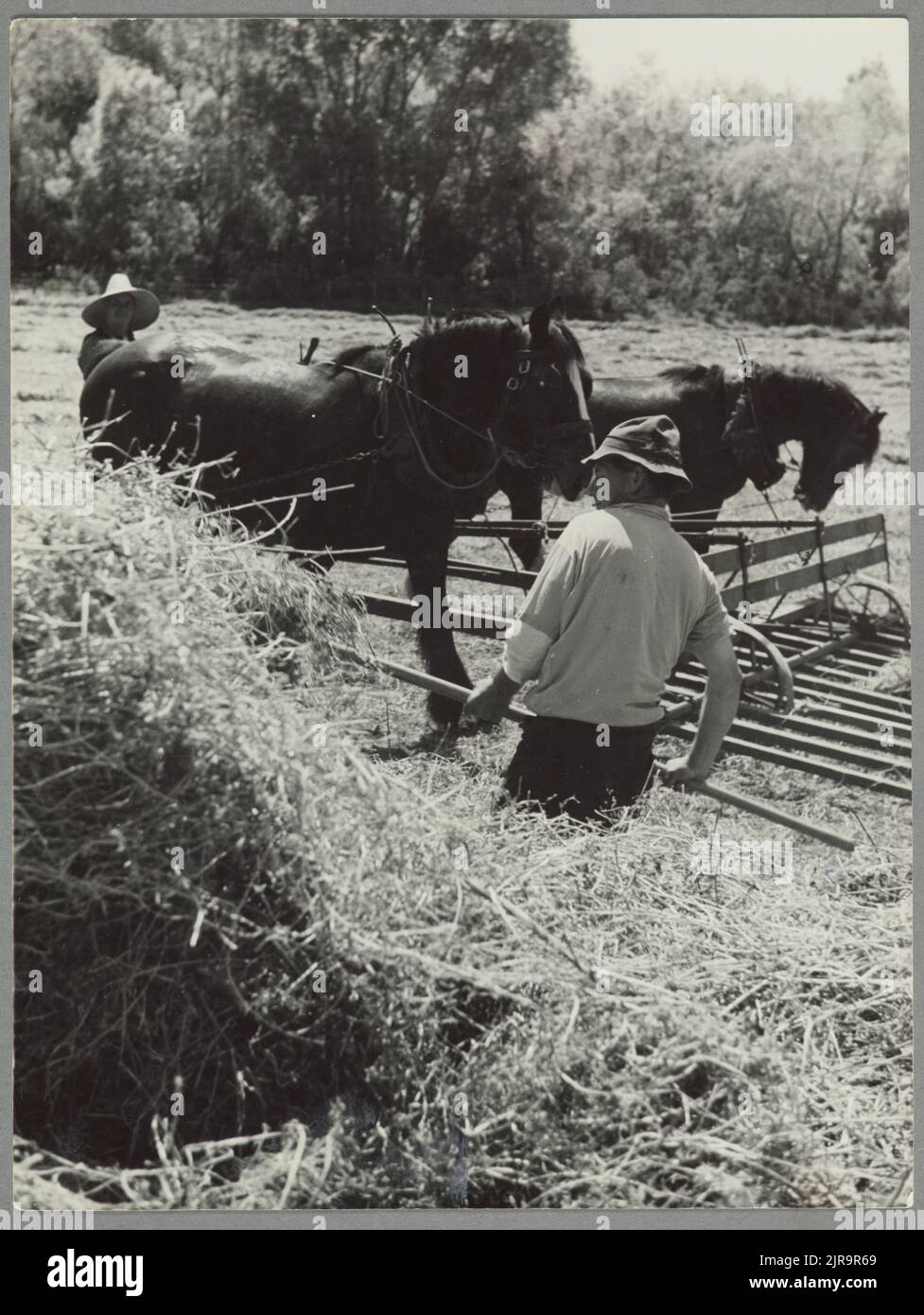 Horse operated sweep bringing in load of lucerne hay, Pukeora farm ...