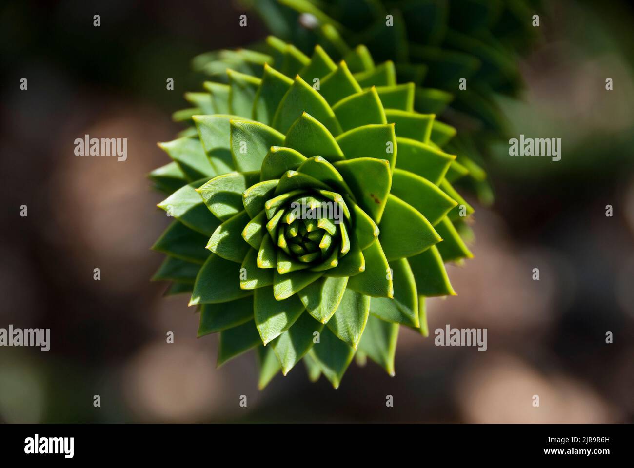 Araucaria araucana kew hi-res stock photography and images - Alamy