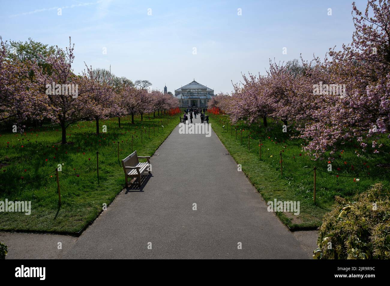Kew Gardens Temperate House and Cherry Blossoms Stock Photo - Alamy
