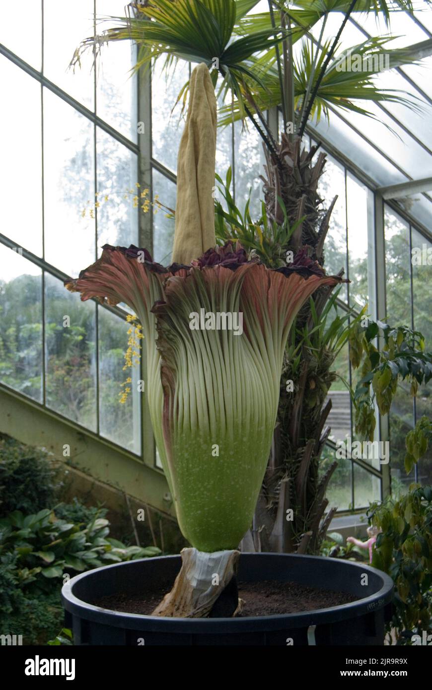 corpse flower - Rafflesia arnoldii Stock Photo - Alamy corpse flower - Rafflesia arnoldii Stock Photo - Alamy
