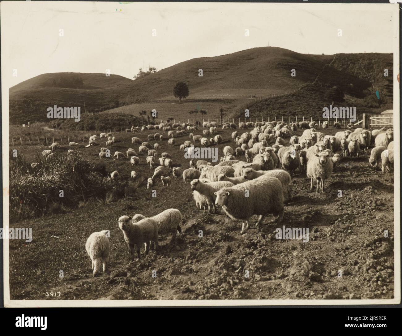 Sheep farm at Fairburns, North Island, New Zealand, 1920s, New Zealand ...