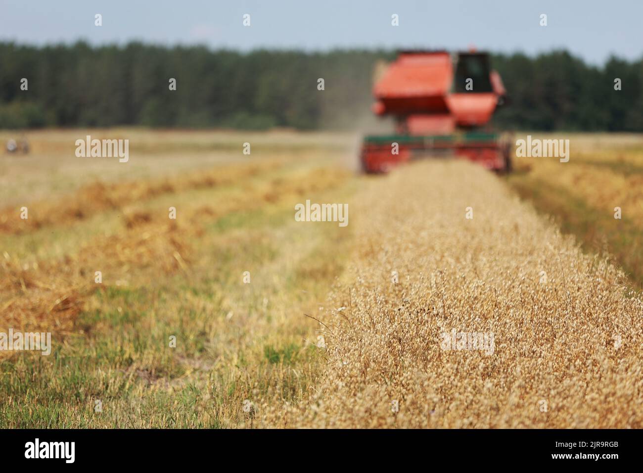 combine harvester driving through field collecting grain in summer ...